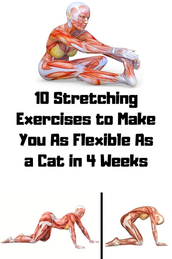 10 Stretching Exercises to Make You As Flexible As a Cat in 4 Weeks ...