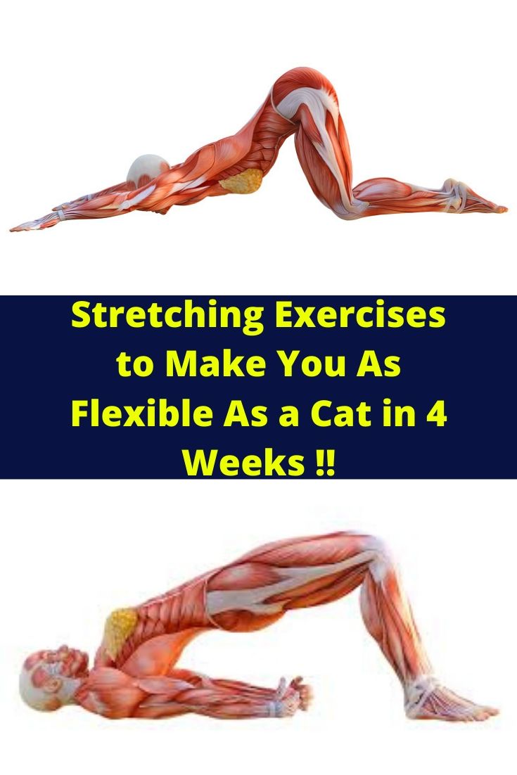 Stretching Exercises to Make You As Flexible As a Cat in 4 Weeks ...